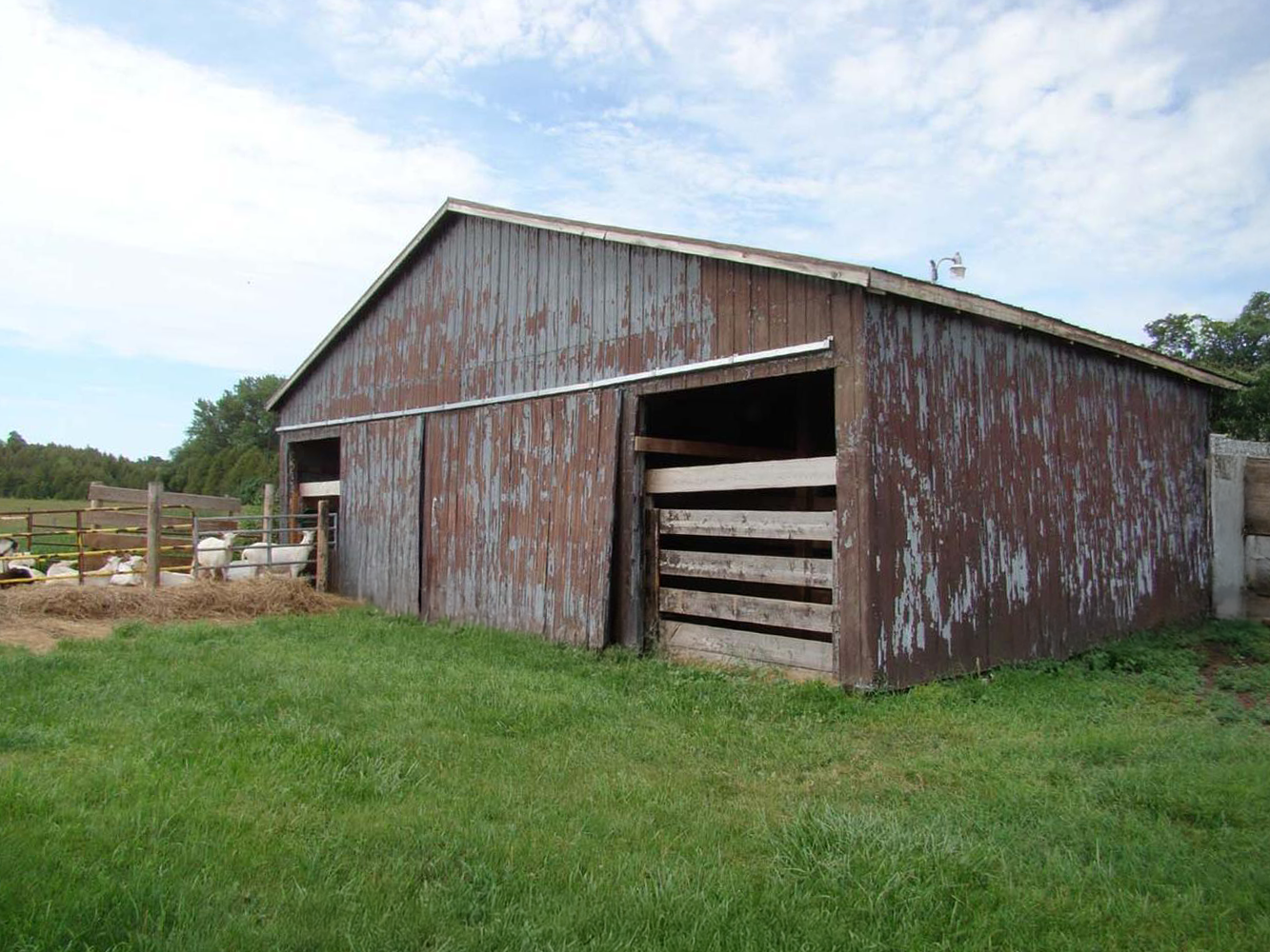 Why Grass-Fed Matters: Nutrition, Flavor, and Sustainability – Sheps Farm